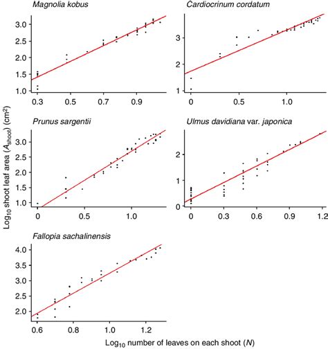 log log linear allometric relationship between the total leaf area of