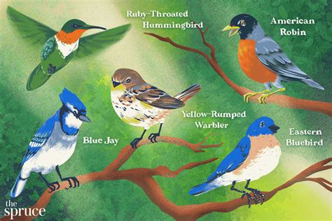 American Robin Classification