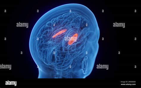 Globus Pallidus Globus Pallidus Externus Globus