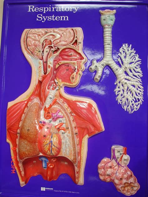 Respiratory System Lab Diagram Quizlet
