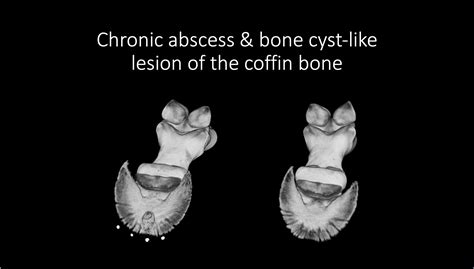 Asto Ct Equine Standing Ct Items