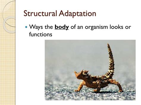 Ppt Adaptations Powerpoint Presentation Free Download Id2702203