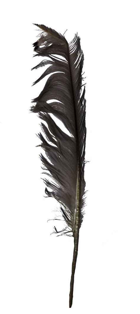 Feather Reference Images Feather Art