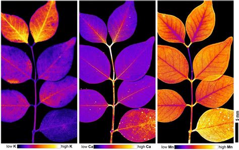 Laboratory µxrf Maps Of K Ca And Mn Of A Whole Fresh Hydrated Wild G Download Scientific