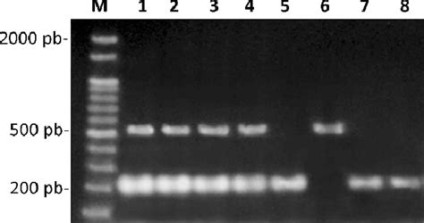 Clinical Application Of The Mpcr For The Simultaneous Detection Of M Download Scientific