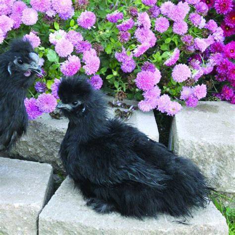 Black Silkie Bantam