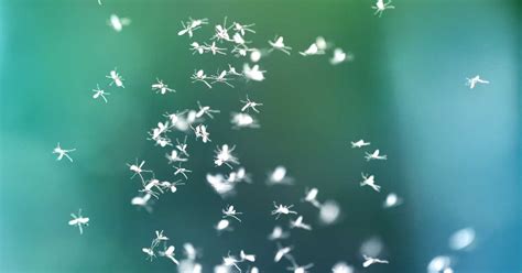 Spiritual Meaning Of Gnats Insights And Symbolism