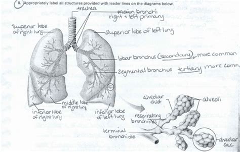 Aandp Ii Review Sheet 36 Anatomy Of The Respiratory System Ex 36