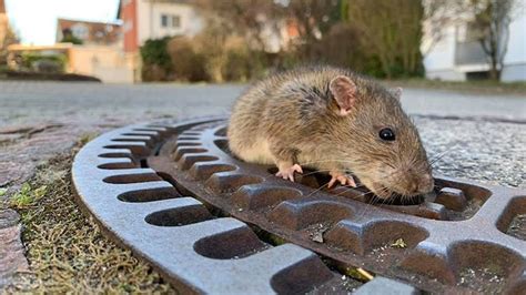 Qué Significa Que Aparezca Una Rata En Tu Casa Tn