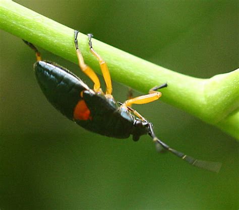 Another Largus Nymph Largus Bugguide Net