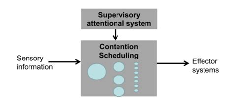 Action And Perception Week 10 Flashcards Quizlet