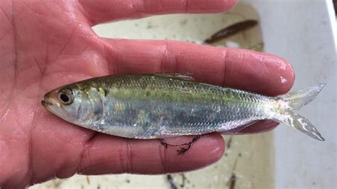 Shad Return To Millstone River After 173 Years
