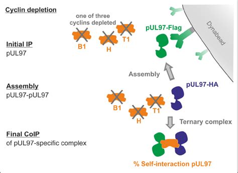 Flow Chart Of The Individual Steps Of Assembly Based Coip As Presented Download Scientific
