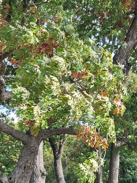Tree Branch Flagging
