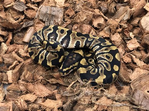 Cryptic Ball Python Traits Morphpedia