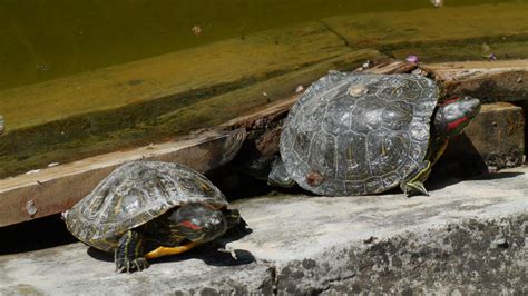 Изготвят списък на чуждите растителни и животински видове Новини бг
