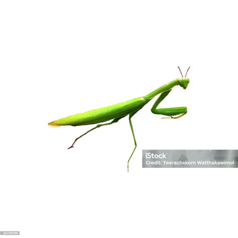 사마귀 벌레 절연 녹색 자연 근절 및 사냥 경로와 곤충학 생물 교육의 아이콘으로 다른 곤충을 먹고 하는 프레데터와 해충의 상징 가득 찬에 대한 스톡 사진 및 기타 이미지