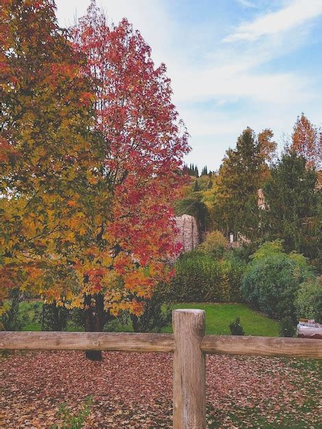 Premium Photo Tree With Red And Yellow Leaves Falling In The Autumn Time