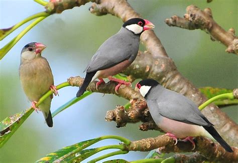 Java Sparrows With Juvenile In Princeville Kauia An Inva Flickr