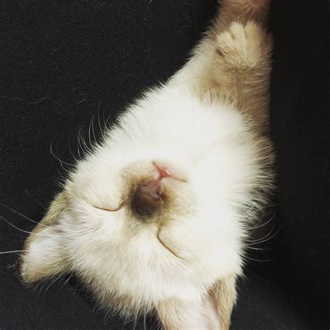 听说小猫难养，可是我有三只小奶猫怎么办？ 哔哩哔哩