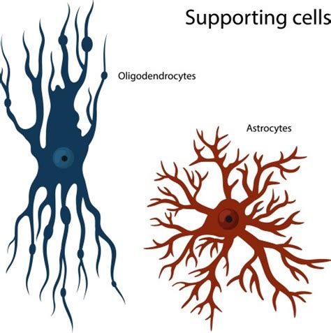 Astrocytes Vector Images 36