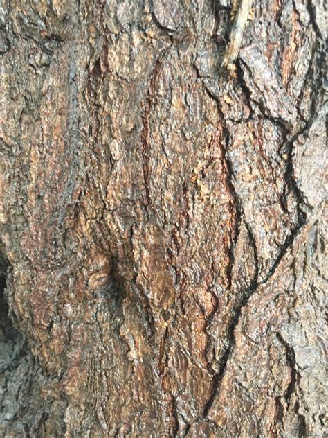 Tree Bark Knockdown Texture At Oscar Levy Blog