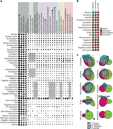 Mapping Eukaryote Wide Conserved And Parasite Specific Features A Download Scientific Diagram