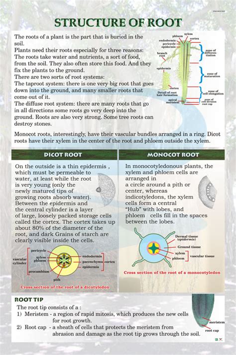 Structure Of Root Progressive Scientific Sdn Bhd
