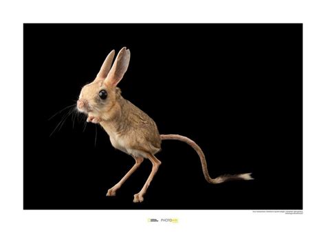 Komar Poster Four Toed Jerboa Tiere Höhe 30cm