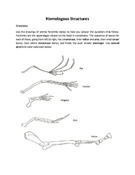 Homologous Structures By Simple Science Investigations TPT