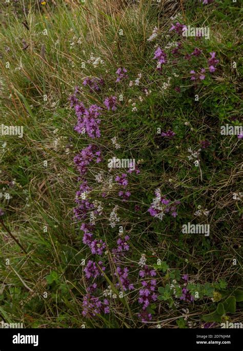 Old Anthill In Species Rich Chalk Grassland Covered With Flowers