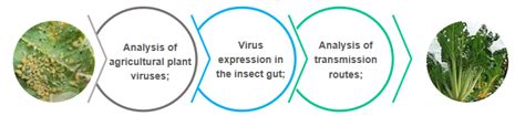 Arbovirus Expression Analysis In Insects Creative Bioarray