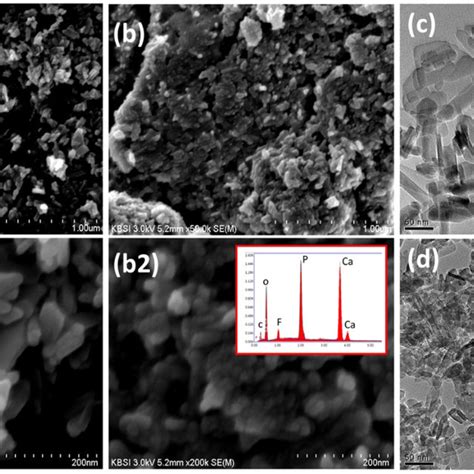 Microscopic Analyses Of The Prepared Samples Morphology Sem