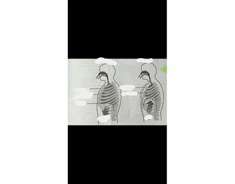 Function Of Resp Syst Quiz