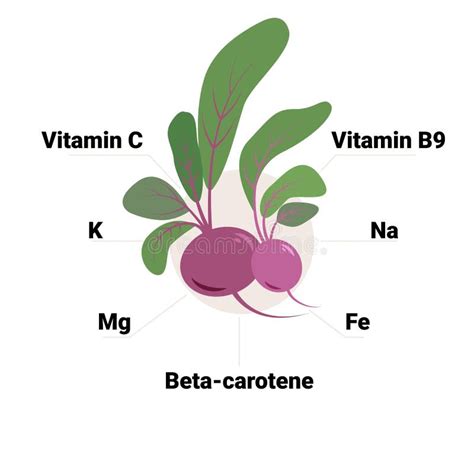 Vector Beetroot With Its Vitamins And Minerals Educational Health