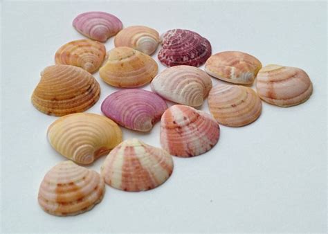 How To Identify British Seashells Bbc Countryfile Magazine Atelier Yuwa Ciao Jp