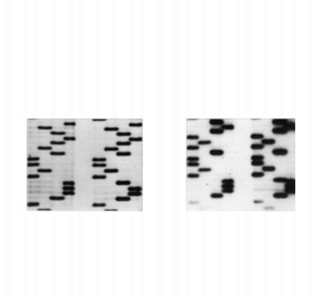 DNA Sequence Analysis Of The Mutation Associated With The RNA Download Scientific Diagram