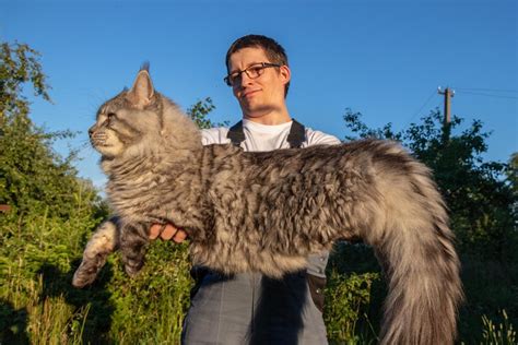 How Large Is A Maine Coon Cat At Stephen Tolman Blog