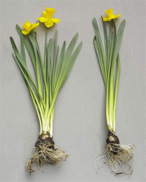 What Does A Daffodil Bulb Look Like At Lula Hurst Blog