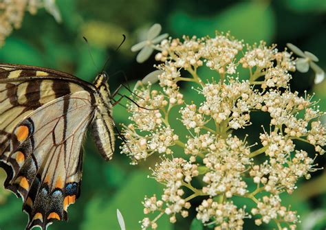 The Best Native Hydrangeas Plant Trial Results Fine Gardening