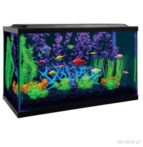 ფერადი აკვარიუმის თევზები მეორადი და ახალი ნივთების ყიდვა გაყიდვის პლატფორმა Mymarket