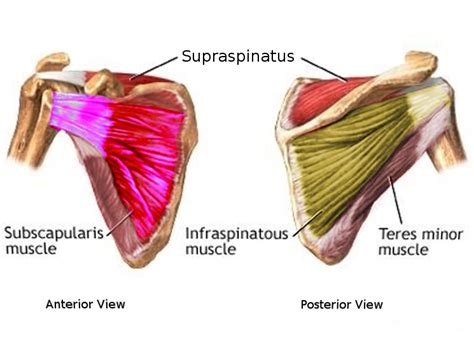 Meet The Supraspinatus Muscle The Smallest Muscle Of The Rotator Cuff