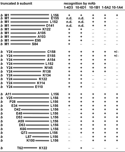 Epitope Mapping By Binding Of Mabs To N Or C Terminally Truncated B