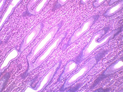 Simple Cuboidal Epithelium Under Microscope