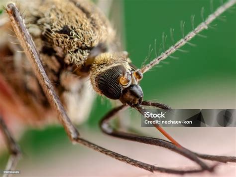 말라리아에 감염된 모기의 고배율 현미경 리슈 마니아 증 뇌염 황열병 뎅기열 말라리아 병 마야로 또는 지카 바이러스 전염성 Culex 모기 기생충 곤충 매크로 모기 물림에