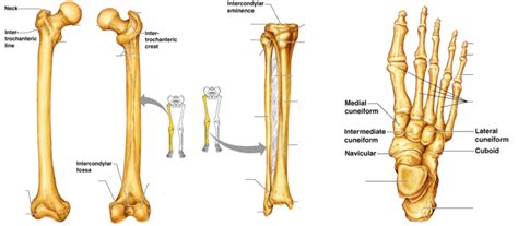 Femur Tibia And Fibula Labeled