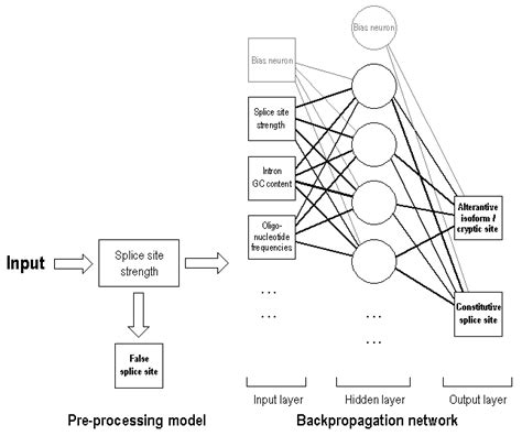 Alternative Splice Site Predictor ASSP Model Description