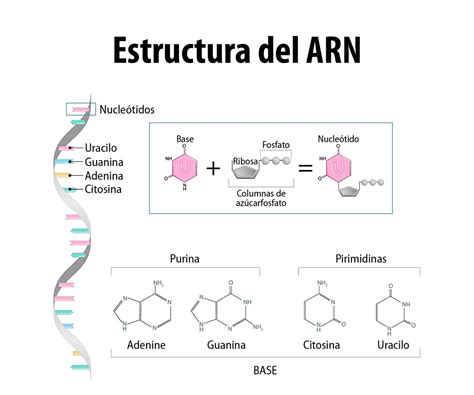 Estructura Del Nucleótido Del Arn