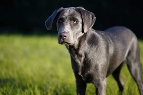 Charcoal Lab Unique Labrador Retriever Color