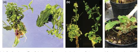 Rhodococcus Fascians Semantic Scholar